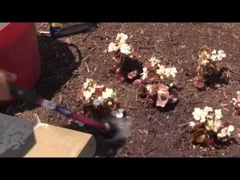 How To: Plant Annuals ENGLISH GARDENS