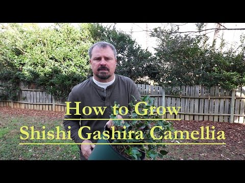 How to grow Shishi Gashira Sasanqua Camellia (Beautiful Low Growing Pink Camellia)