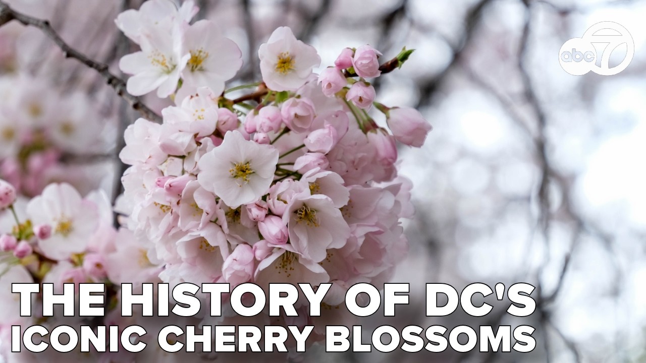 The history behind DC's vibrant cherry blossoms
