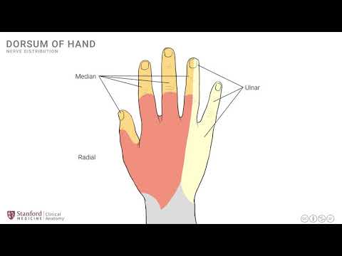 Anatomy of the Upper Limb: Dorsum of Hand