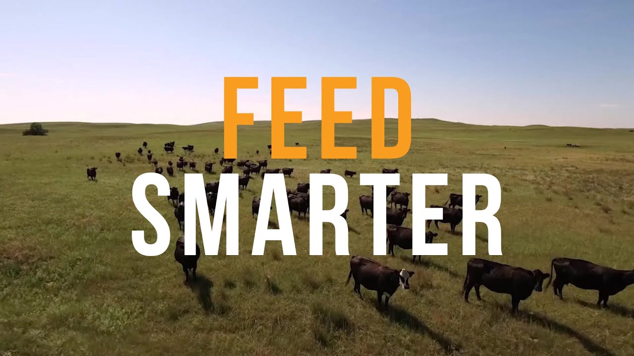 Feed Less, Save More Today with MasterHand Milling's 100% DDG Cattle Cubes