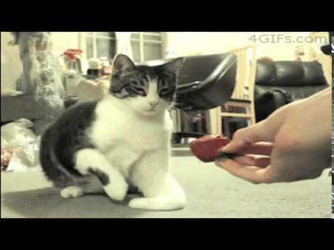 GIF compilation from 2014-01-15 and 2014-01-08, cat gifs, cats, funny, gif