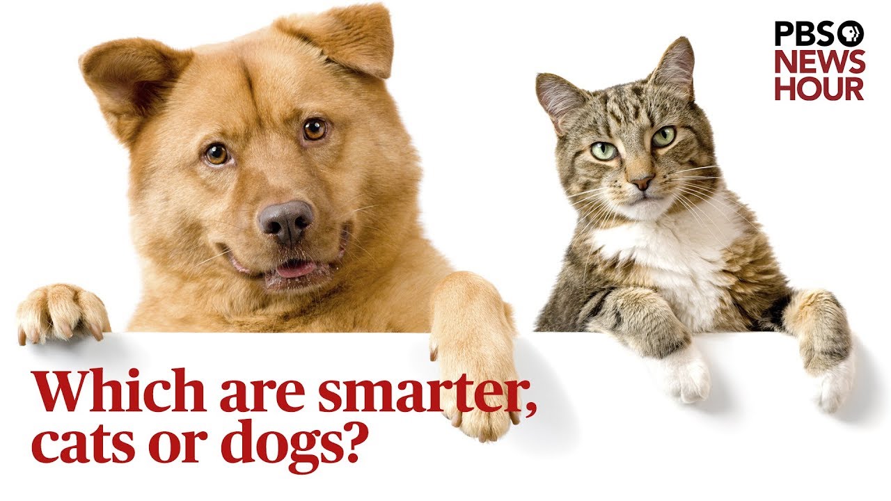 Which are smarter, cats or dogs? We asked a scientist