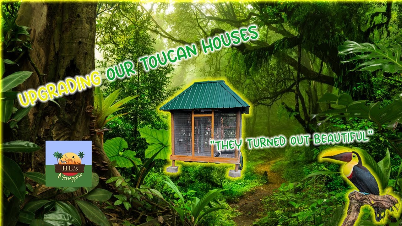 Upgrading Our Toucan Houses!