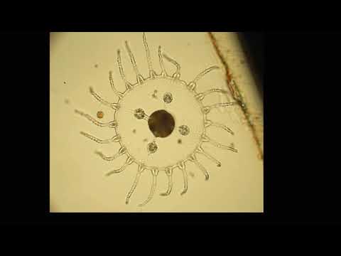 Obelia medusa.