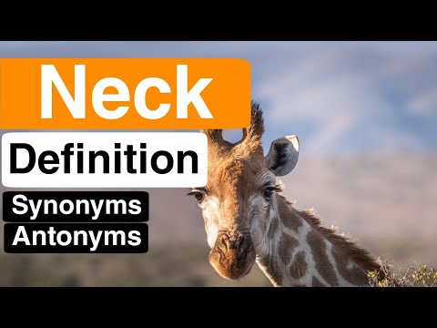 Neck Pronunciation | Neck Definition | Neck Synonyms | Neck Antonyms