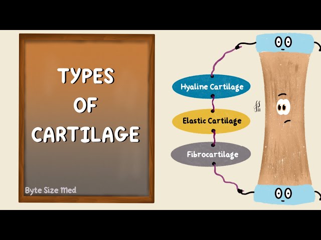 Understanding Cartilage: Structure and Types Explained | Galaxy.ai | Galaxy.ai
