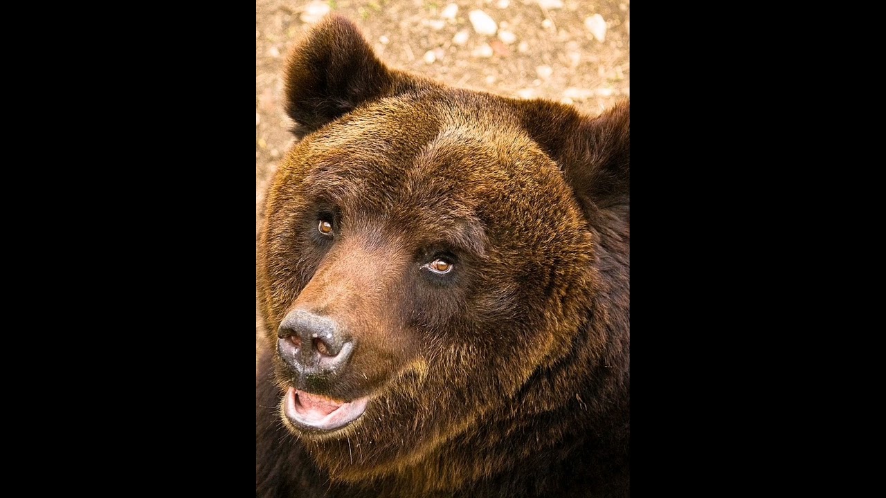 Orso bruno marsicano! Ours brun marsicain! Marsican brown bear! Ursus arctos marsicanus! 🐻🏞️🇮🇹🆒🔝👌💪👍🔝