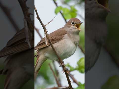nightingale sound