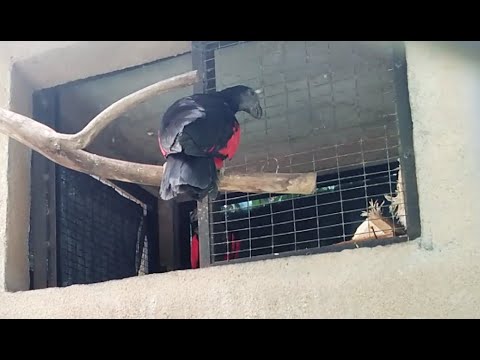 Things About The Pesquet's Parrot