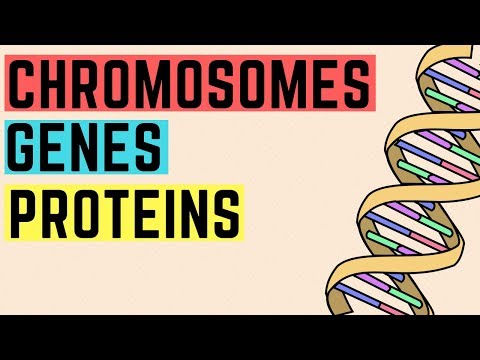 Chromosomes, Genes and Proteins Video Lecture - Biology for GCSE/IGCSE ...