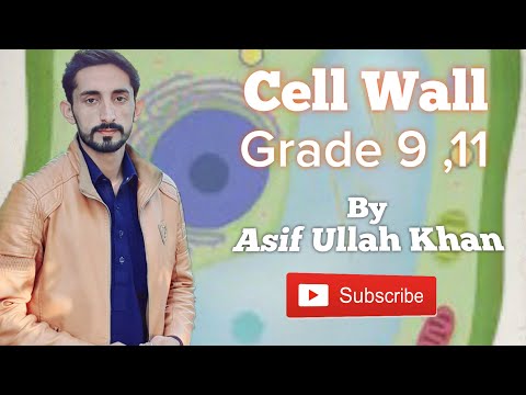 Cell Wall