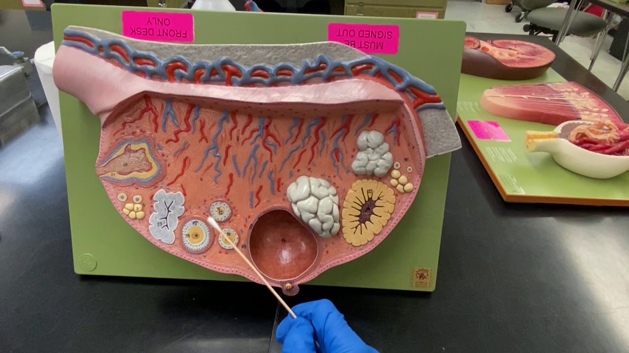Ovary Model