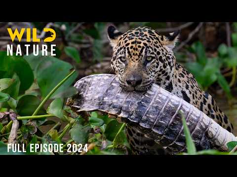 WILD CONGO | The Lair of King Kong and the Deadly Predators #naturedocumentaries