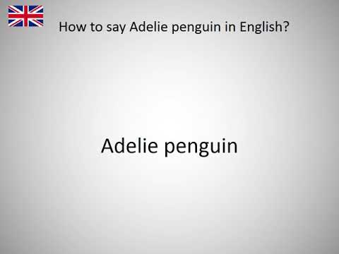 How to say Adelie penguin in English?