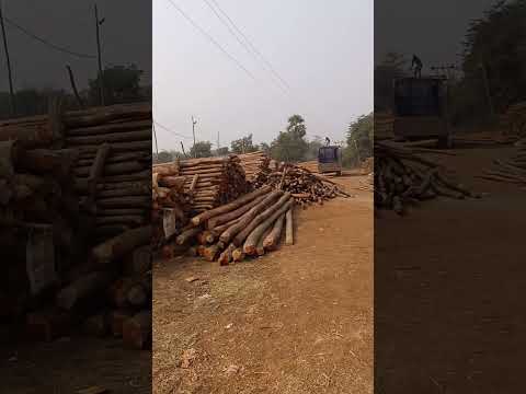 Eucalyptus Wood - Eucalyptus Timber Latest Price, Manufacturers & Suppliers