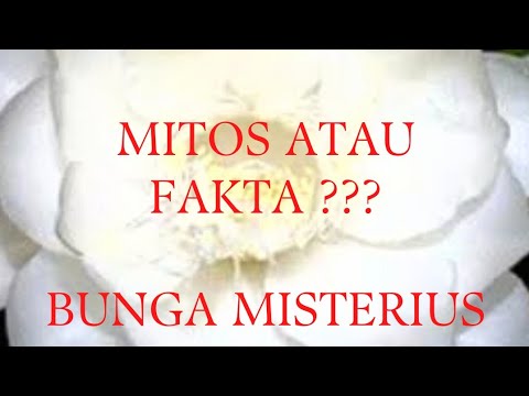 MITOS atau FAKTA ??? Tentang Bunga Wijaya Kusuma - Bunga Misterius