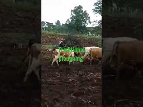 Traditional ploughing using of bull's