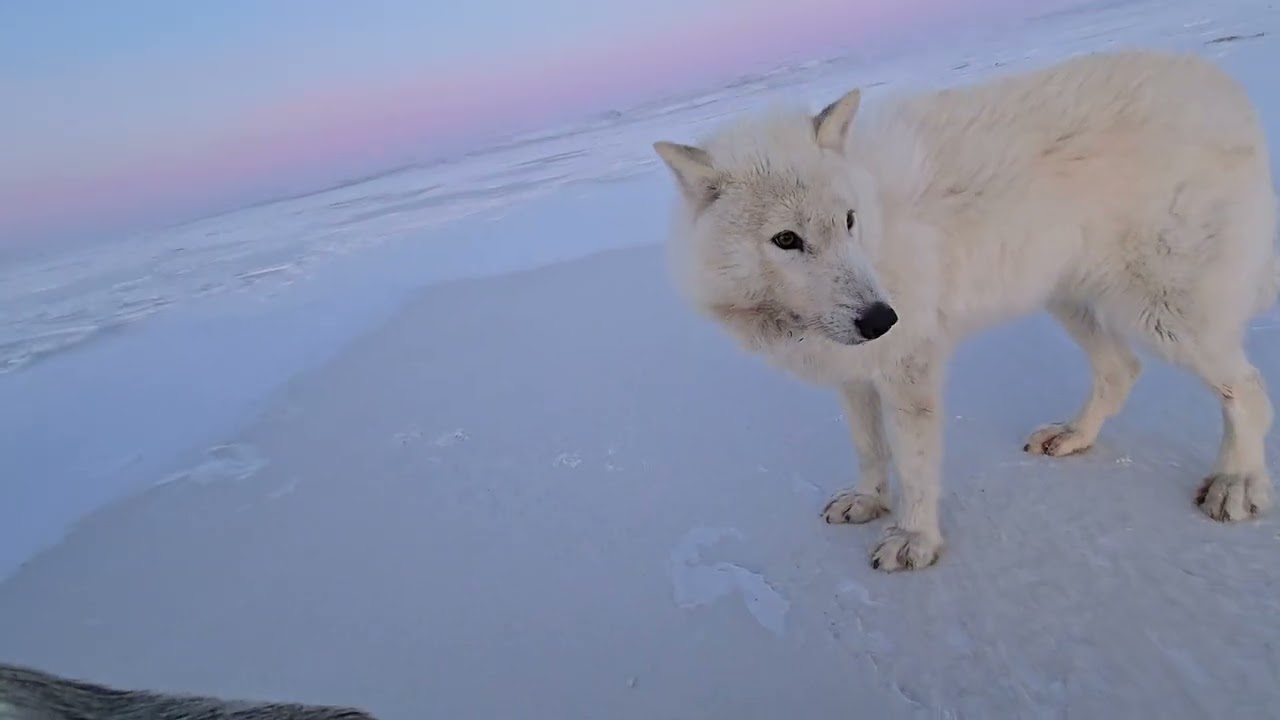 Ellesmere Island Arctic Wolf Photography Expedition April 2025 - by Ausuittuq Adventures