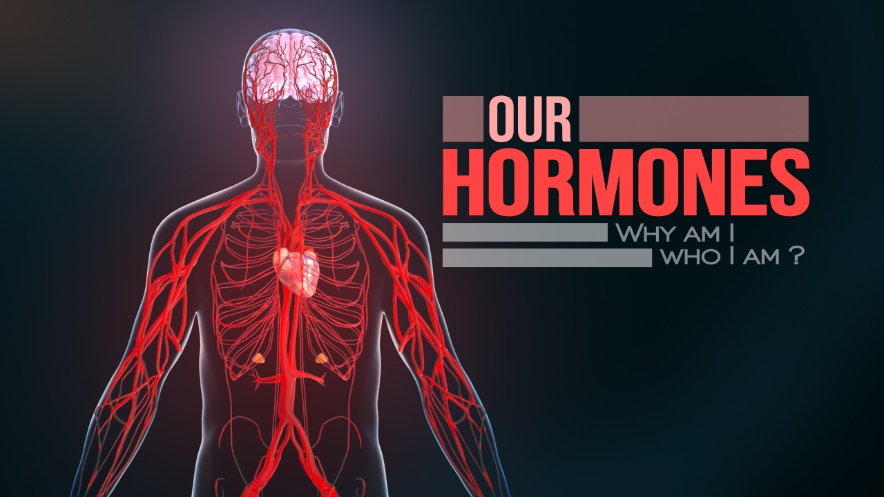 How your Hormones work! (Animation)