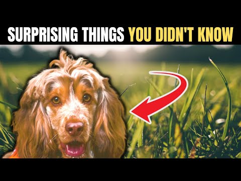 Cocker Spaniel: 7 Surprising THINGS You Didn't Know