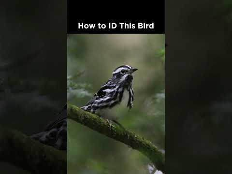 Can you identify this songbird?