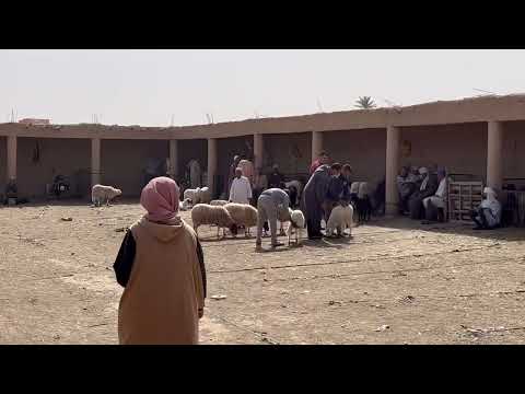 (2023) Rissani Goat Market, Morocco