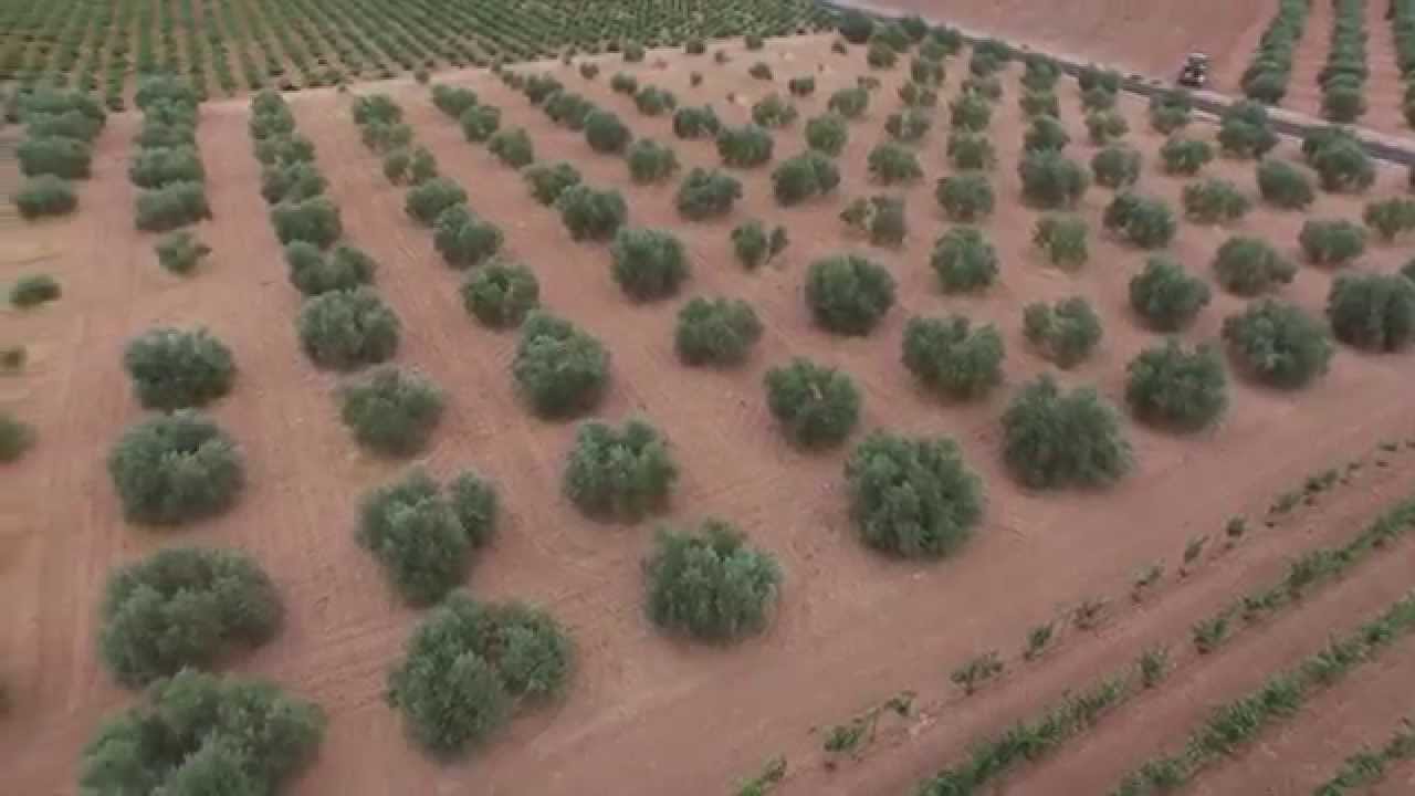 VALDEPEÑAS (VIÑAS) - CIUDAD REAL