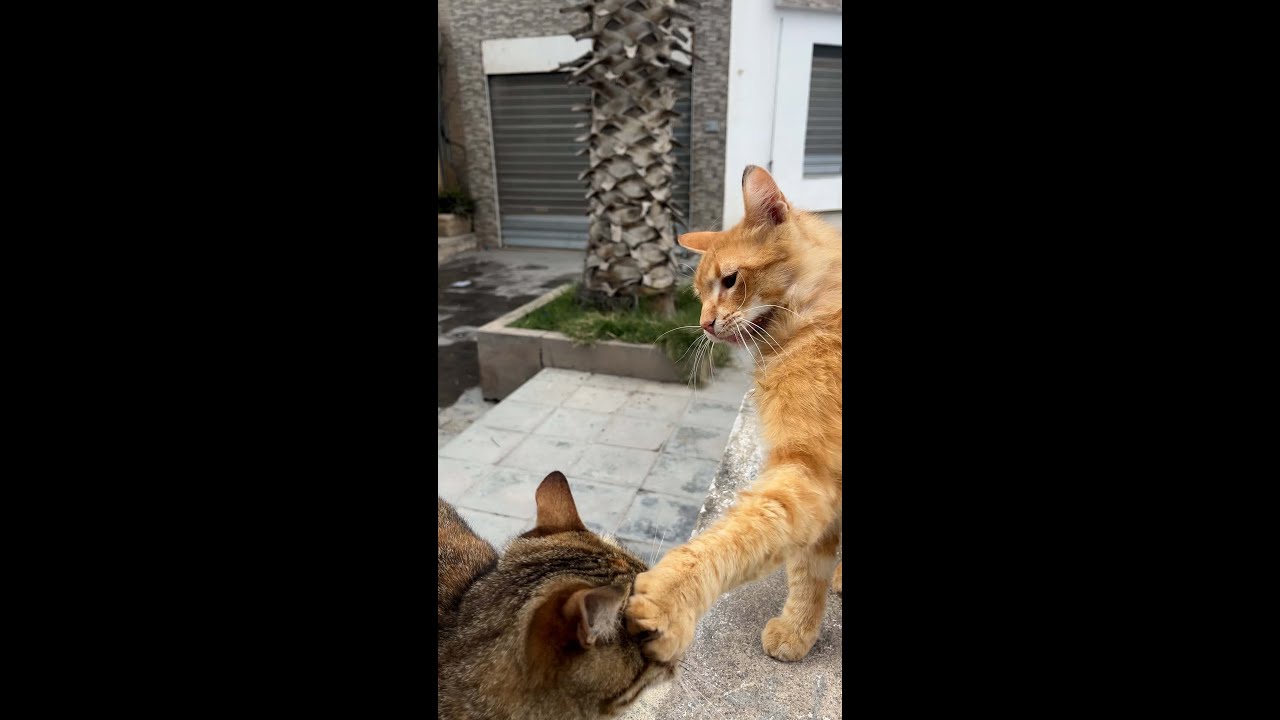 Friendly or Not Friendly?  Ep 1