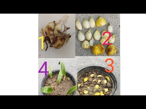 How to grow asiatic lilies from seed||How to grow asiatic lilies#shorts