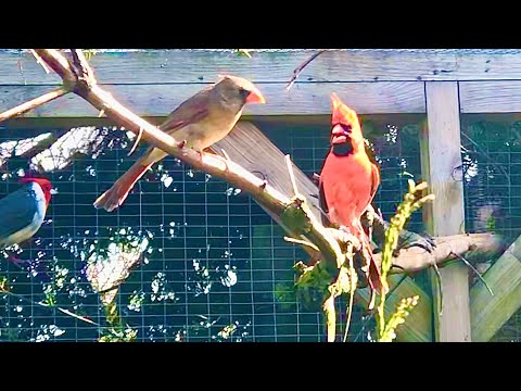 Red Cardinal singing (in community bird aviary)