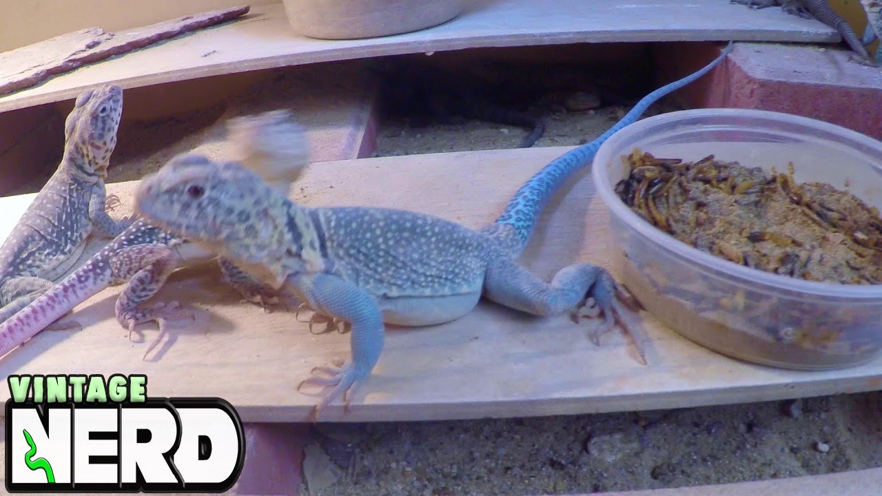 Collared Lizards 101 part 1