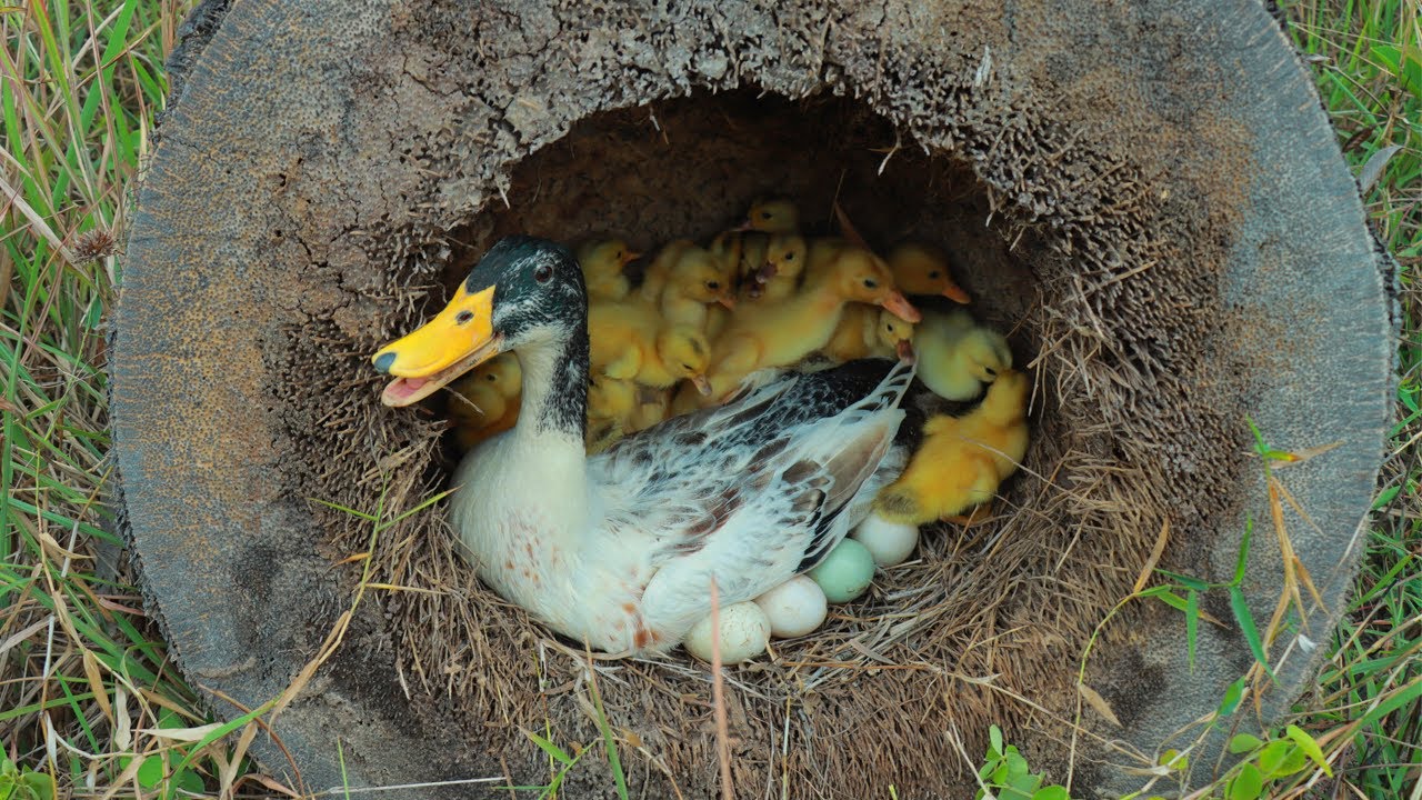 Amazing! 40Yellow Ducklings Hatching From Eggs _ Meet Duck Nest Hatching a Lot Of Baby Ducks