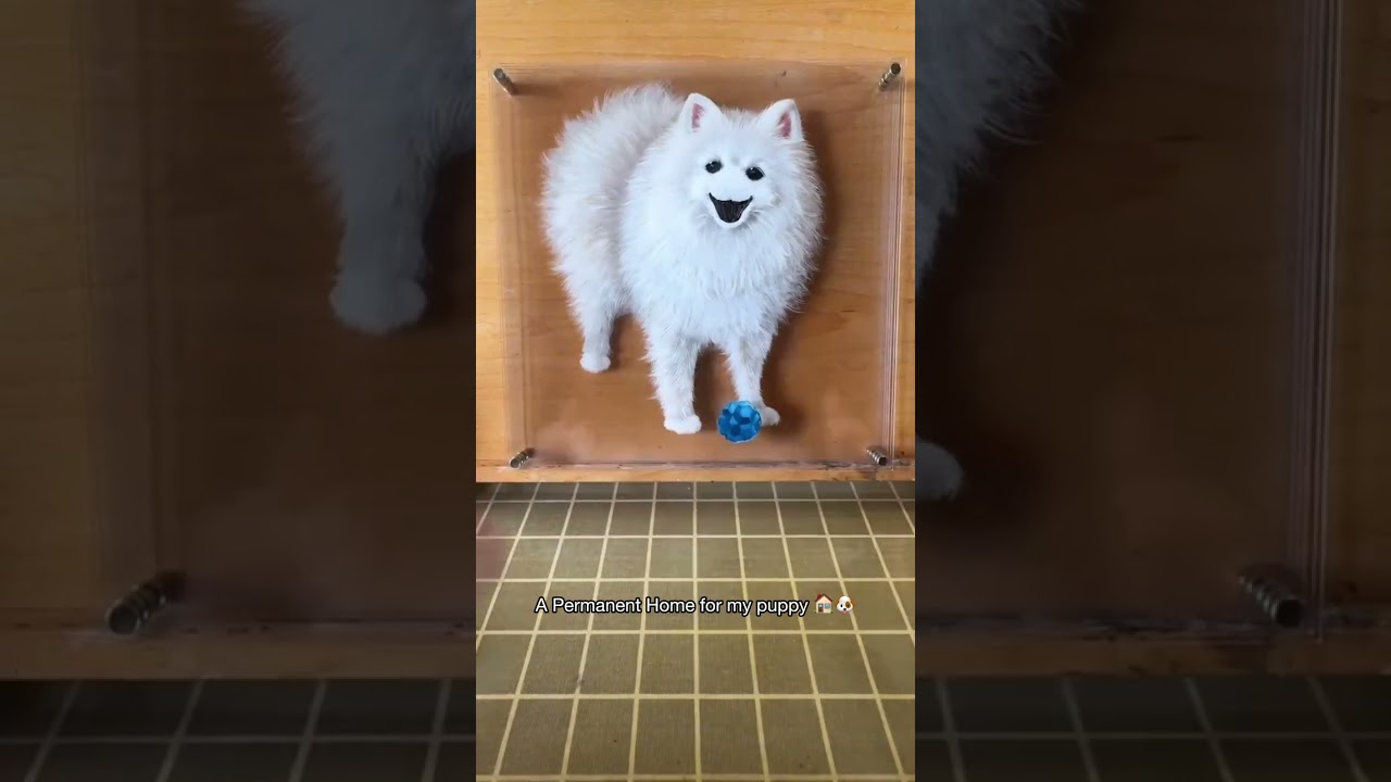 Turn your favorite memories into art with a custom glass painting of your  furriends#glasspainting