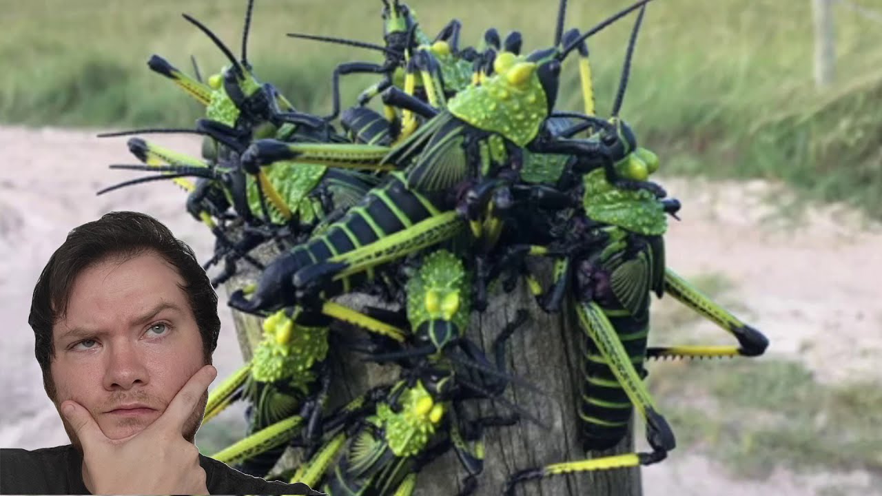 lookin at bugs [Reddit r/whatsthisbug]