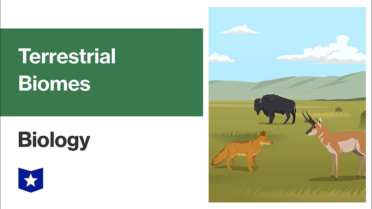 Terrestrial Biomes and Ecosystems | Biology