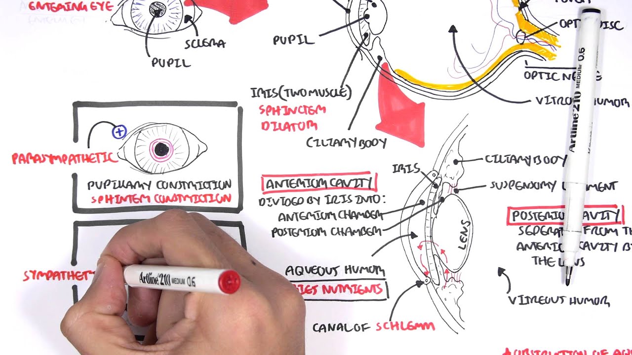 Anatomy - Eye Overview