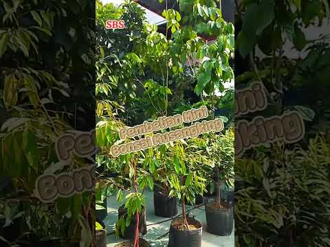 PROMO WEEKEND 15-16 Juni 2024 #pusatbibitdurian #bibitdurian #buah #bibitdurianunggul #sbsblitar