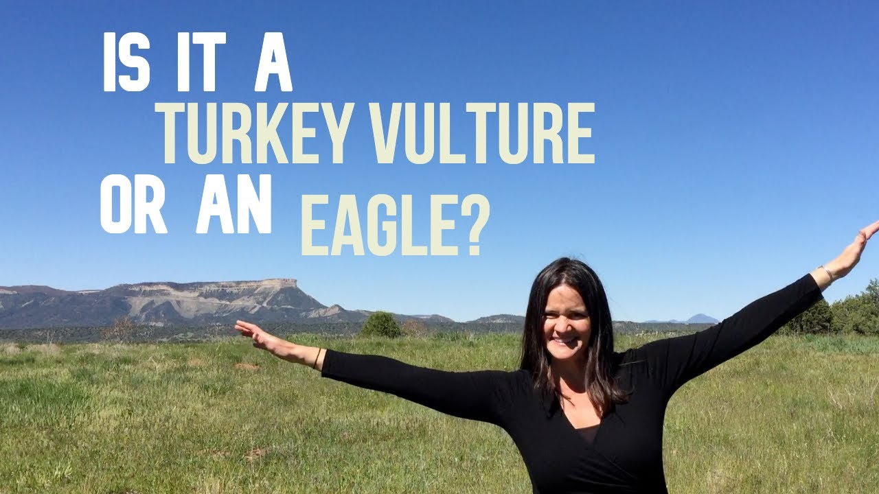 Quick Tips To Help You Better Identify a Turkey Vulture Compared To A Bald Eagle.