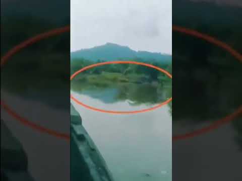 titanoboa snake π caught on camera π±