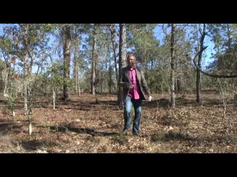 Lot 7 SW Big Bear Ridge. Dunnellon, FL. 34431 - Item - 699466