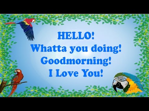 Teach your Parrot to say Hello, Whatta you doing, Goodmorning & I Love you! (With 1 hour breaks)