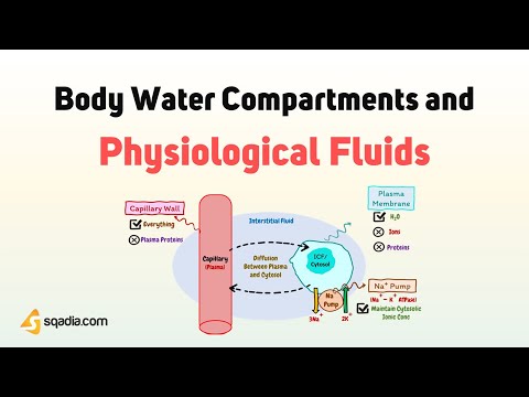 Body Water Compartments and Physiological Fluids - Introduction