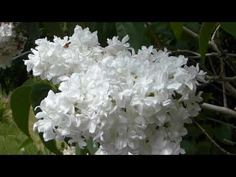 Common lilac - Syringa vulgaris - Garðasýrena - Dísarunni - Blómstrandi runnar