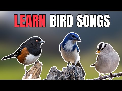 Learn These Common Bird Songs! (Western North American)