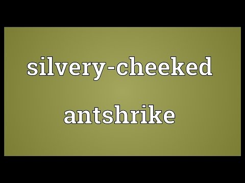 Silvery-cheeked antshrike Meaning