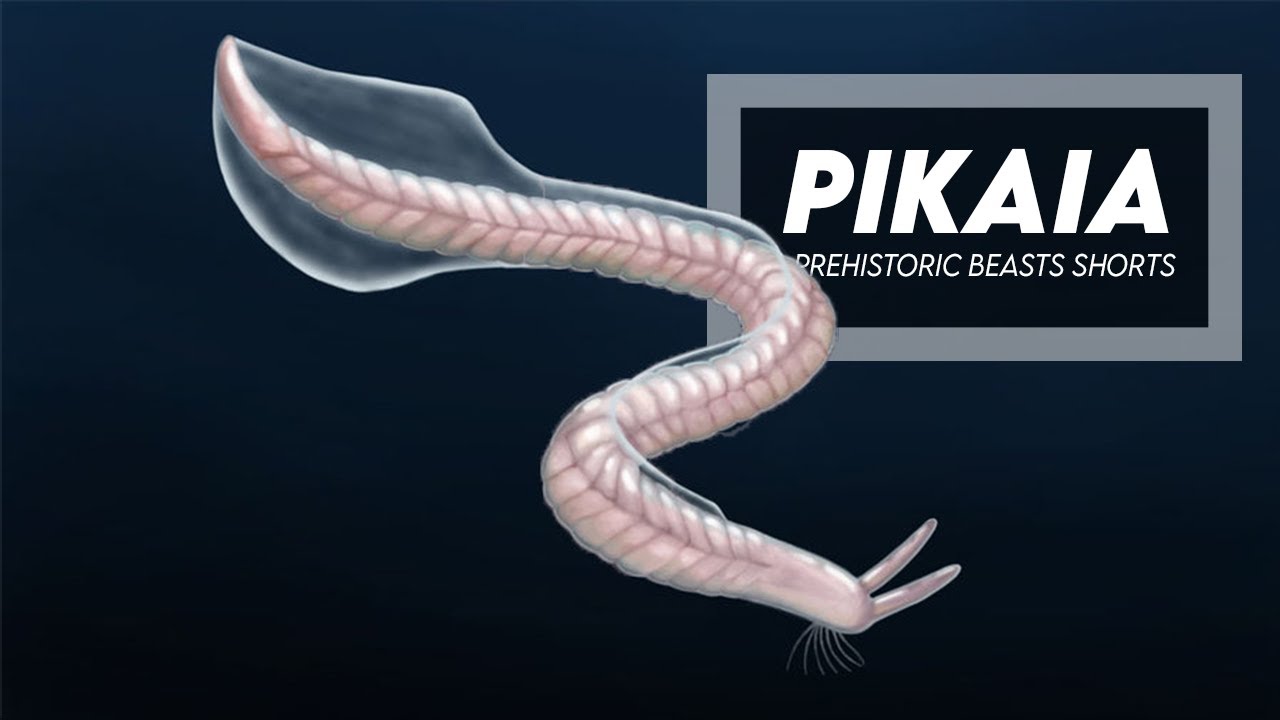 Pikaia - Primitive Chordate