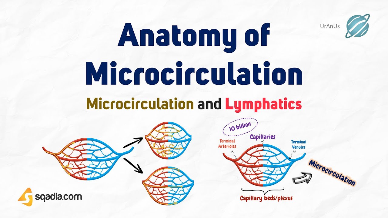 Microcirculation and Lymphatics | Anatomy of Microcirculation