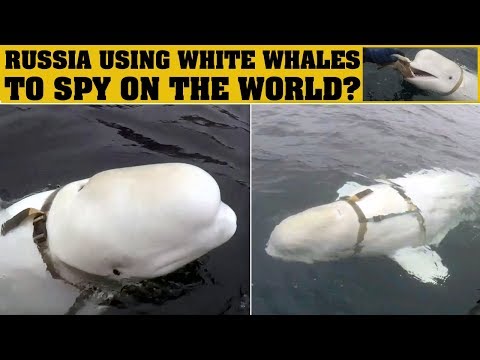 Russia using white whales to spy on the world? | ABN English