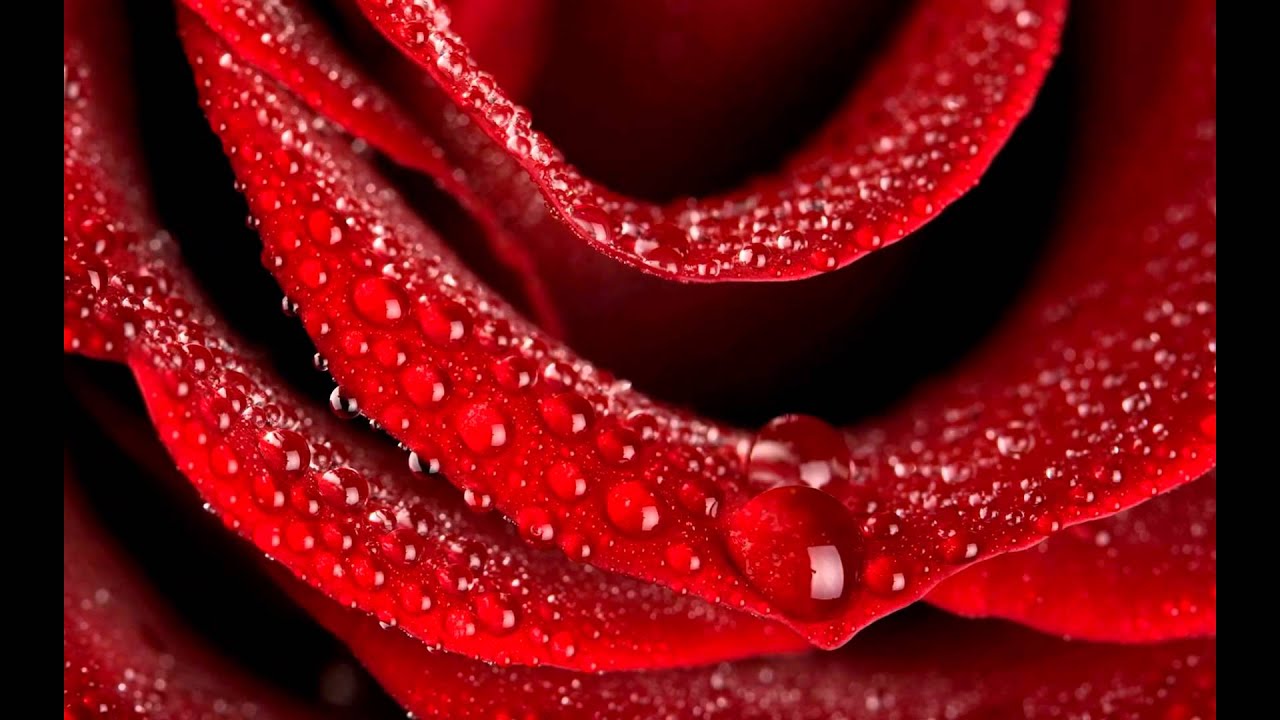 Top 10 Rose HD Wallpapers